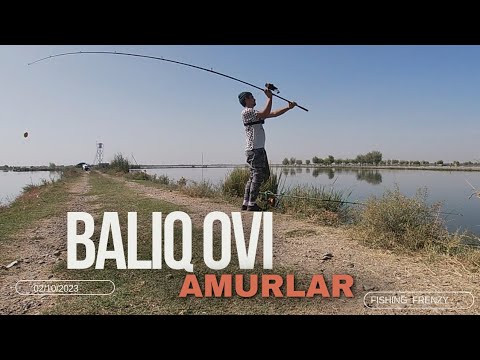 BALQ OVI AMUR buGUN AMURLARNI kuni ekanda 👍👍🐟🎣 - YouTube