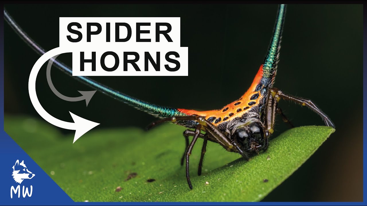 Long-horned Orb-weaver Spider - Horniest Spider in the World - YouTube