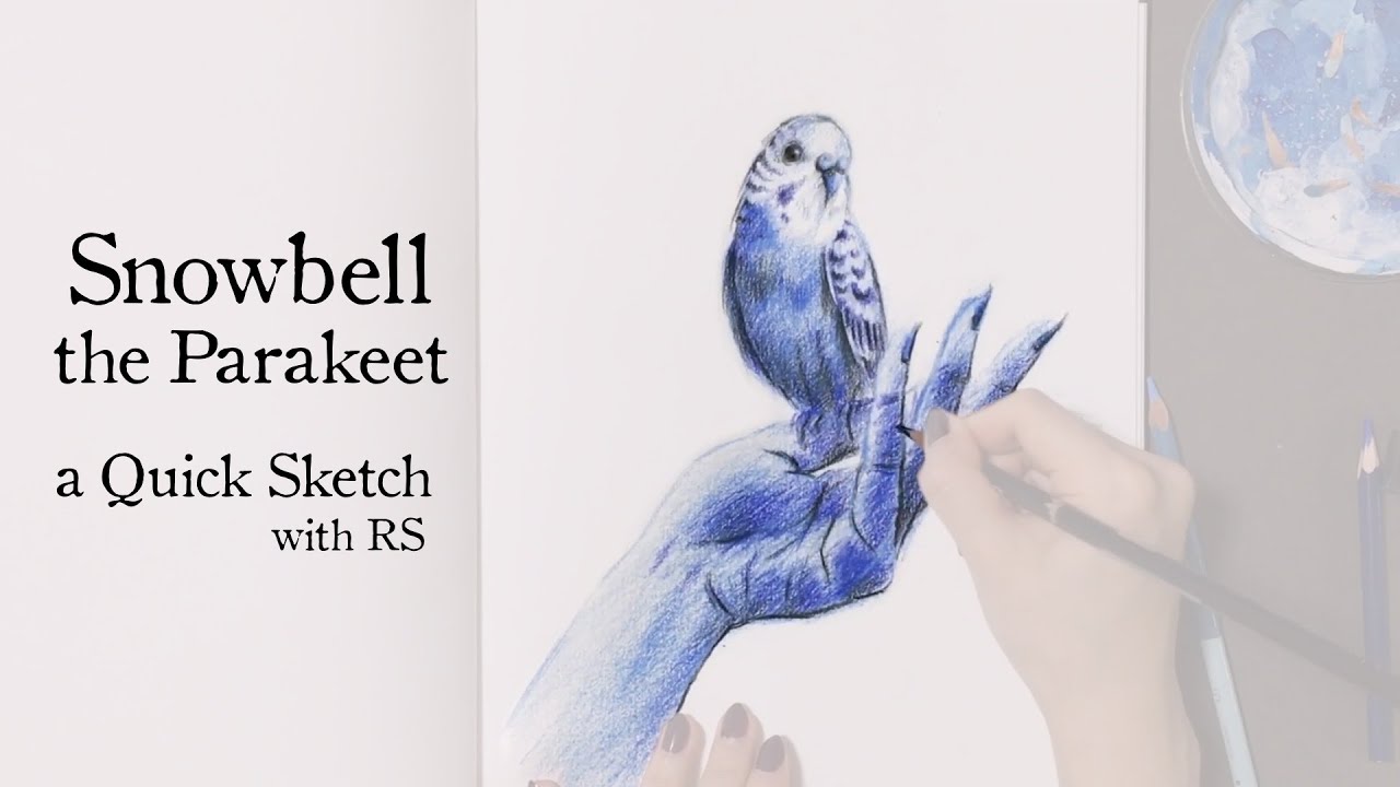 Drawing Snowbell the Parakeet - YouTube