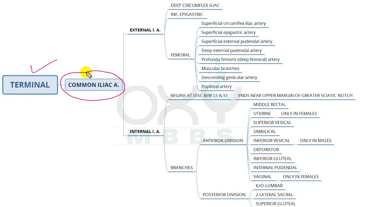 External Iliac Artery