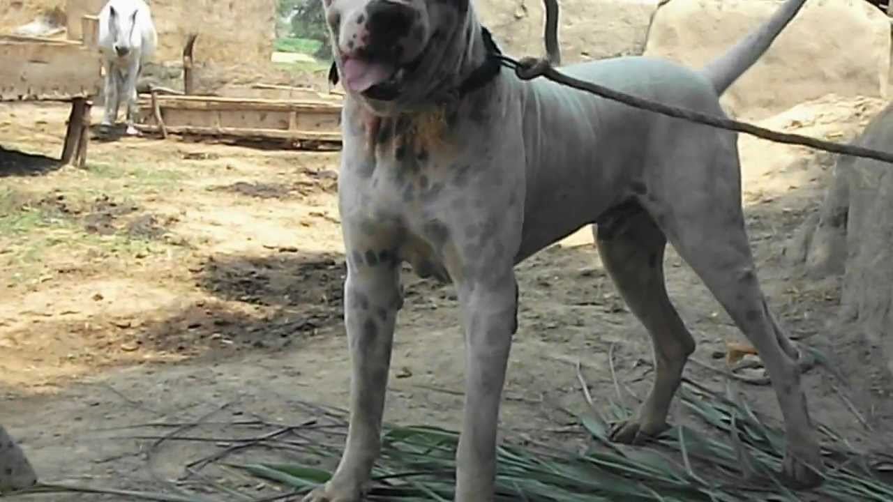 Bully Kutta Male White and Brown - YouTube