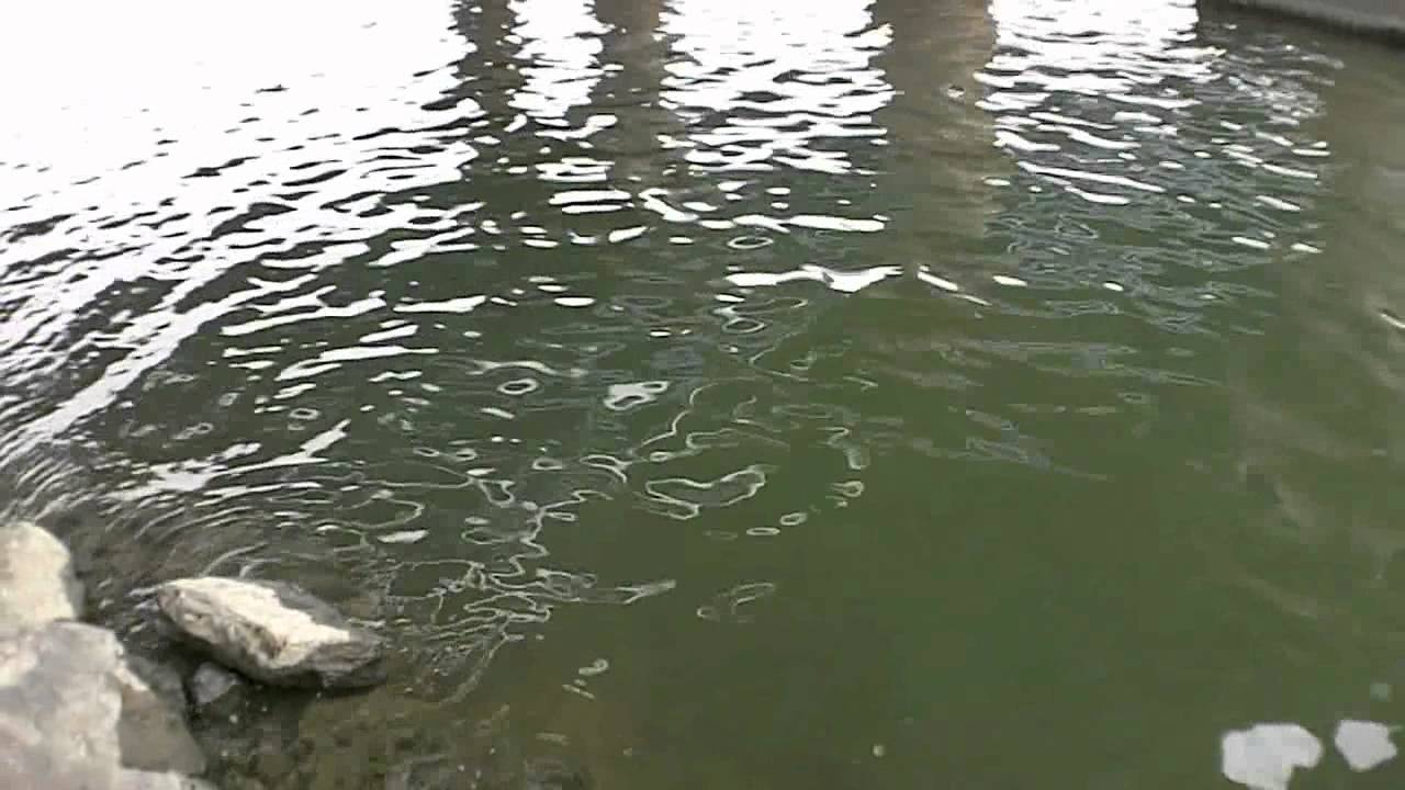Fishing in Korea - YouTube