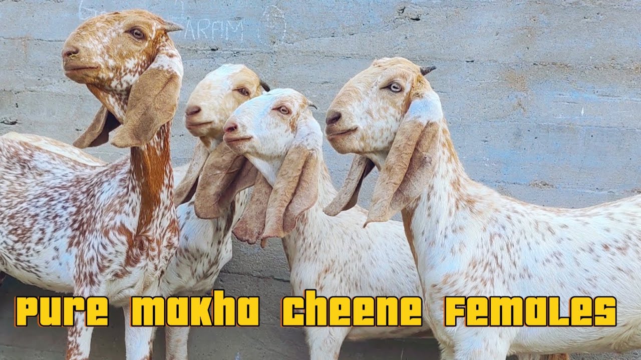 Pure Makha cheene Females | HAIDER BAKRA MANDI 🐐🐏🐑 - YouTube