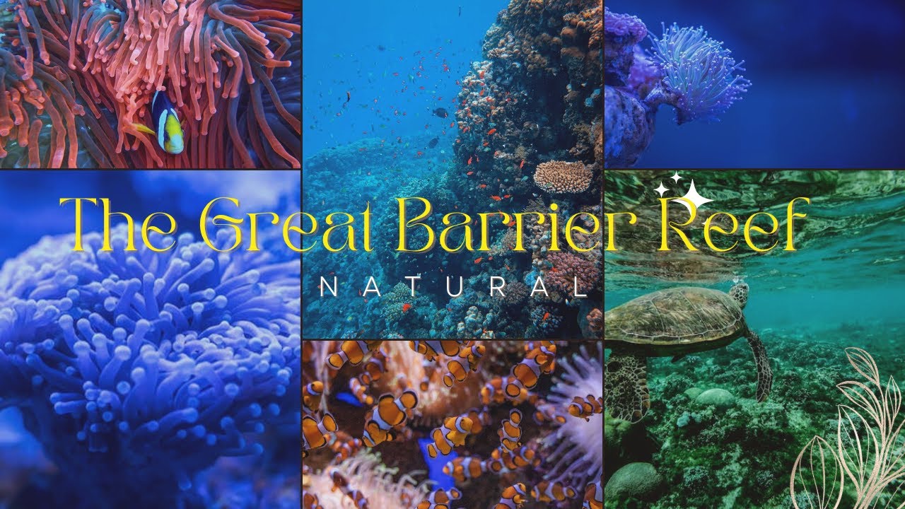 Exploring The Great Barrier Reef - YouTube