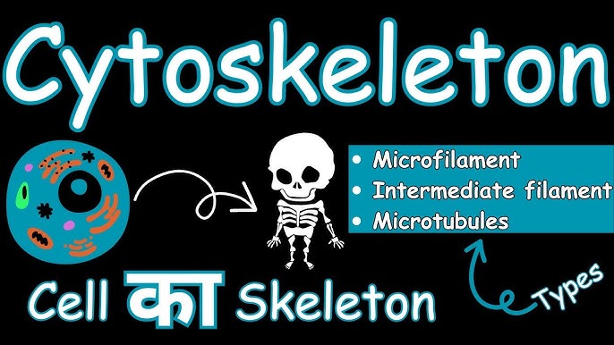 Cytoskeleton Definition