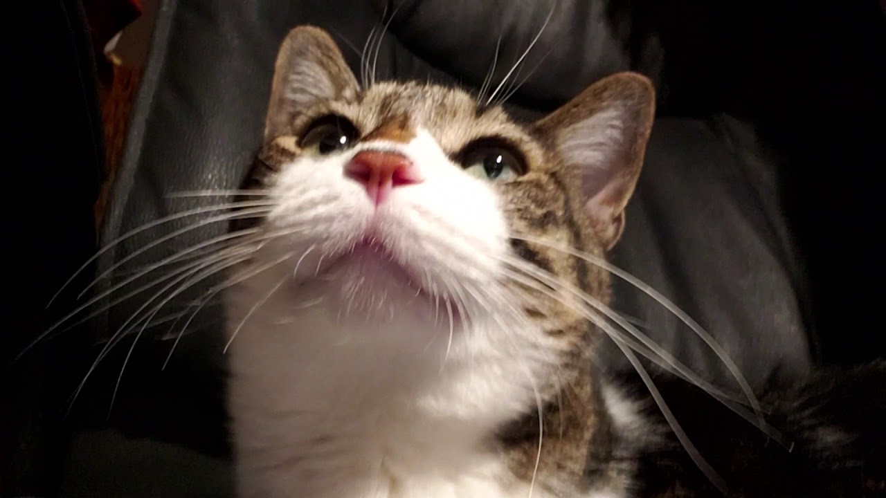 Chris Cat 002 Purrrrrr-rrrrr-rrrr-rrrr-rrrr-rr-rrrr - YouTube