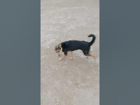 Шельма😅Schelma💫 - YouTube