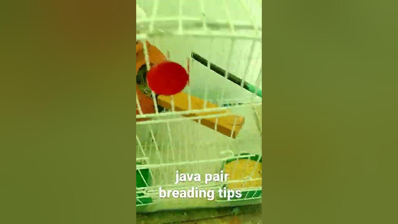 java breeding tips - YouTube