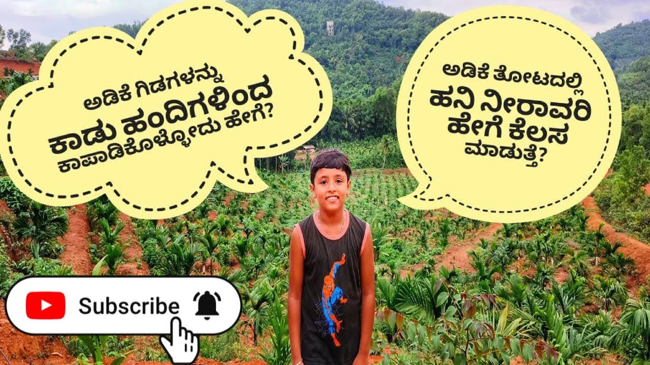 Drip irrigation & getting rid of pigs in areca-nut fields? # ...