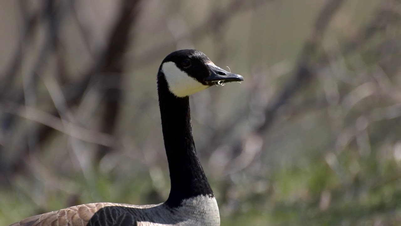 Goose Video - YouTube