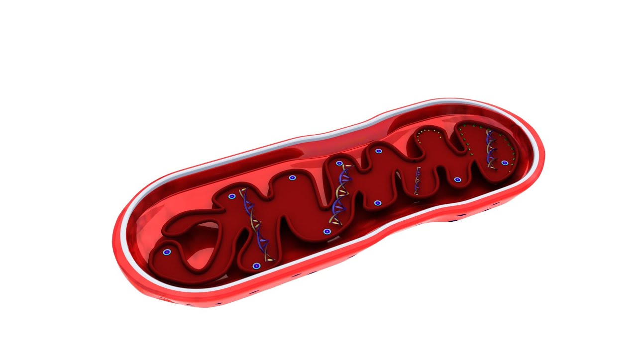 Medical Animation--3D Human Mitochondria Modeling in maya 2020 part-05 ...