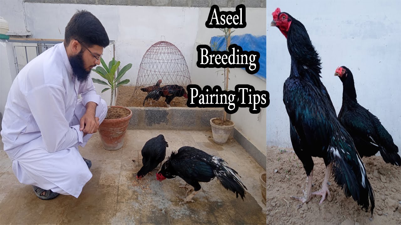 Aseel Breeding Pairing Tips 🤔 - YouTube