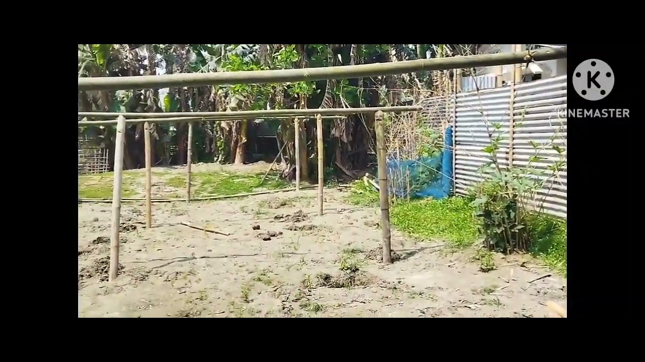 Loki vegetable farming at home # short video - YouTube