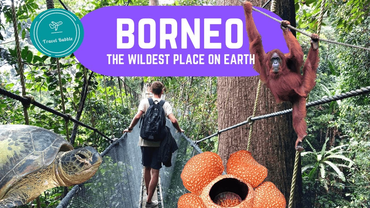 Borneo: You need to go here! | Orangutans, Turtle Island, Bako, Mulu ...