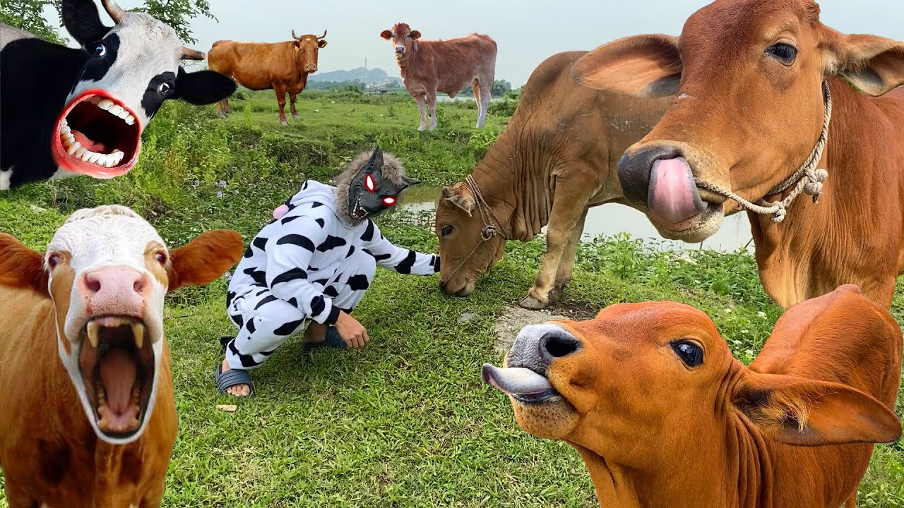 Cow - Cow music - Cow song - Funny cow dance - Funny cow song - Funny ...