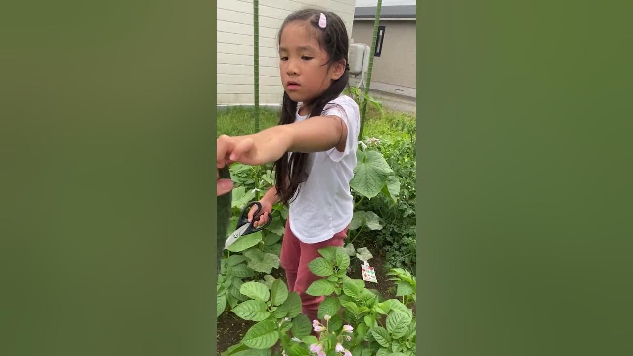 Unang harvest ng tanim naming pipino - YouTube