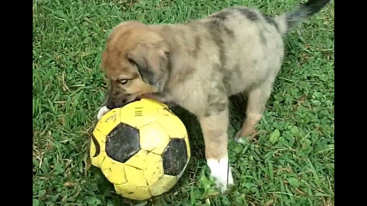 Puppies VS Balls, Super Cute! - YouTube