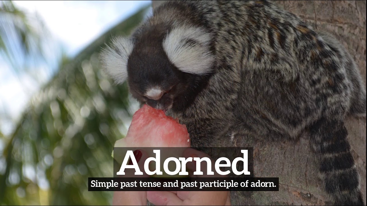 What is Adorned? | How to Say Adorned in English? | How Does Adorned ...