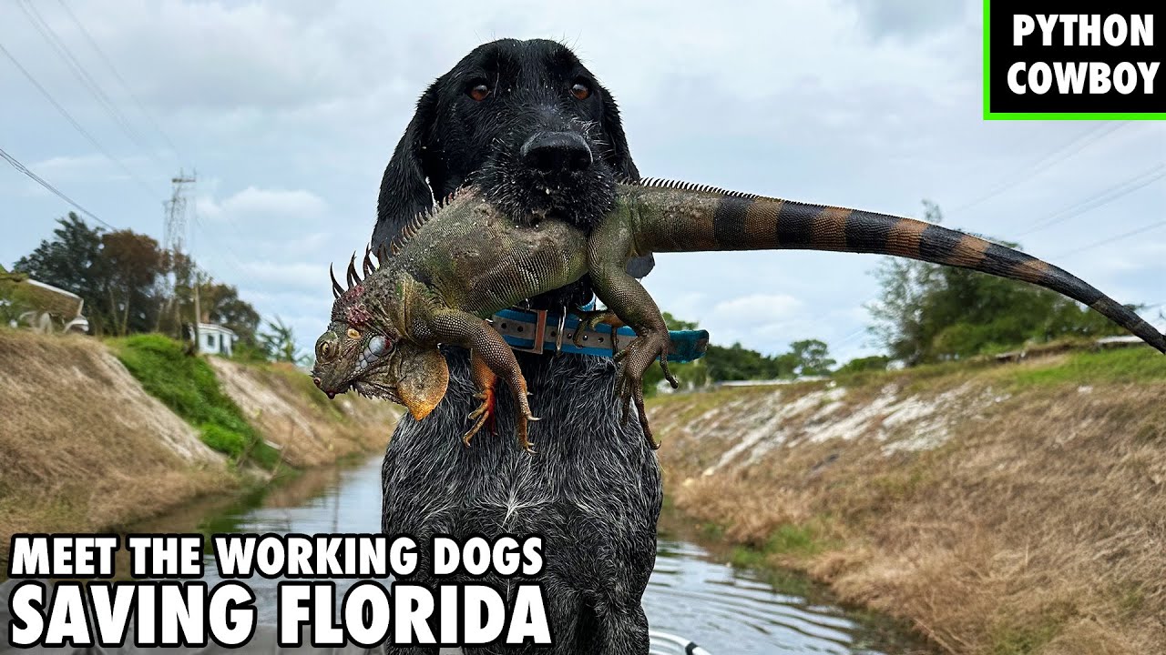 Meet The Working Dogs That Are Saving Florida Wildlife - YouTube