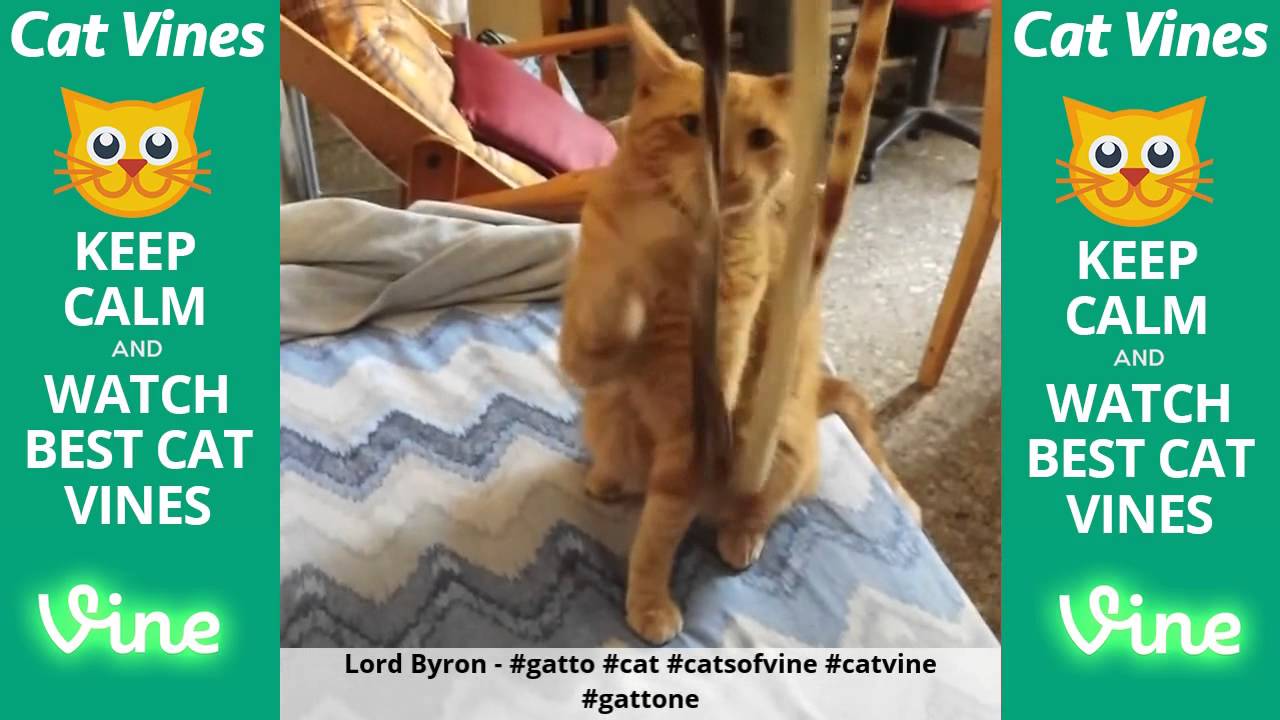 Funniest Cat Vines #118 - Updated September 15th, 2015 - YouTube
