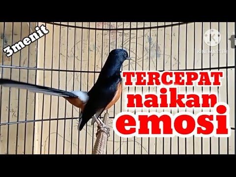 suara murai batu||the chirping of the stone magpie#muraibatu # ...