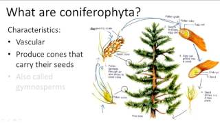 Phylum Coniferophyta