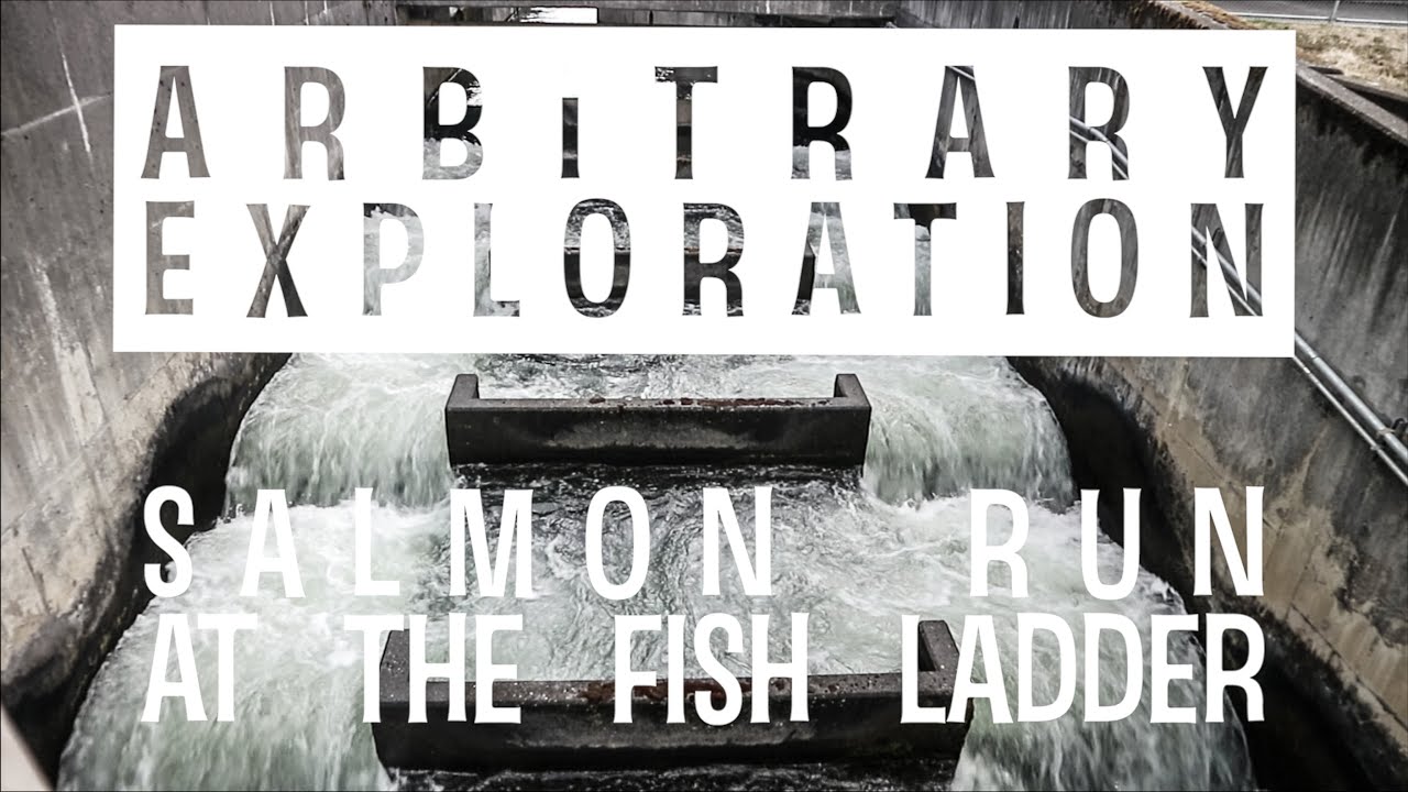 Salmon Run at Bonneville Dam Fish Ladder - YouTube