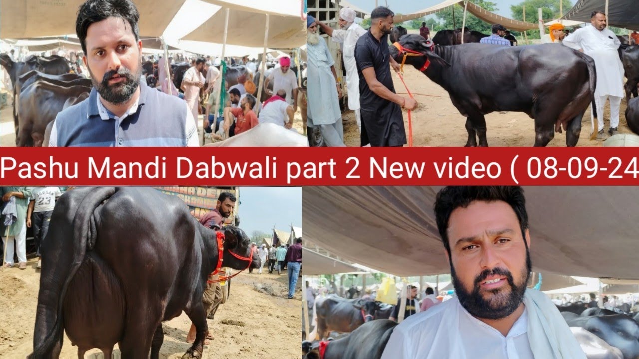 Pashu Mandi Dabwali buffalo special video part 2 08-09_2024 # ...