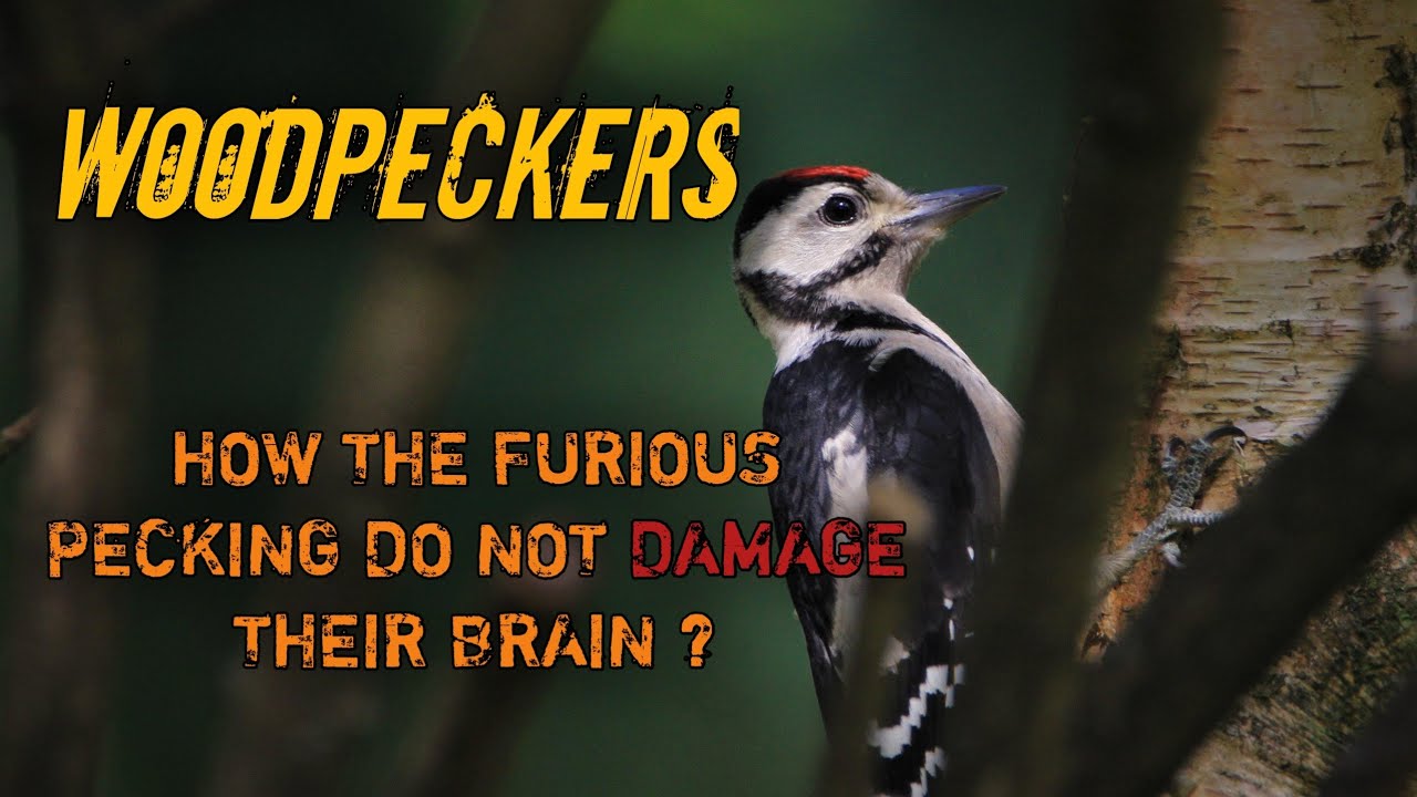 Woodpecker's Head inspires Shock Absorbers | Woodpeckers | Woodpecker ...