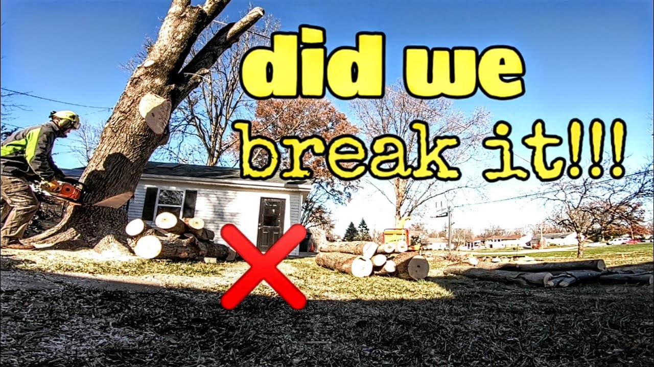 The Shocking Truth: Did Removing This Maple Tree Break The Walkway? - YouTube