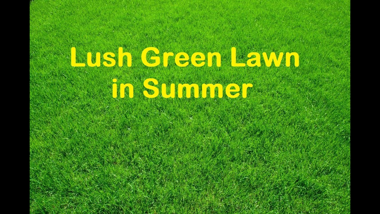 Lush green lawn during summer time in Seattle Washington area - YouTube