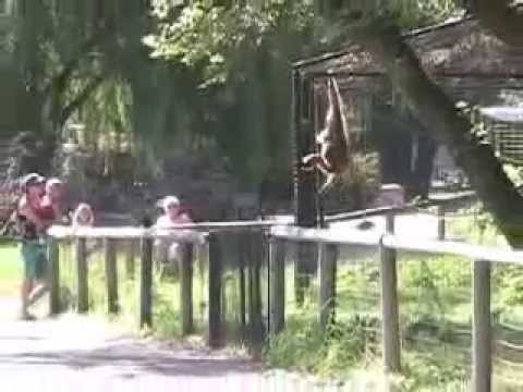 Dakota Zoo in Bismarck welcomes animals from Minot's Roosevelt Park Zoo ...