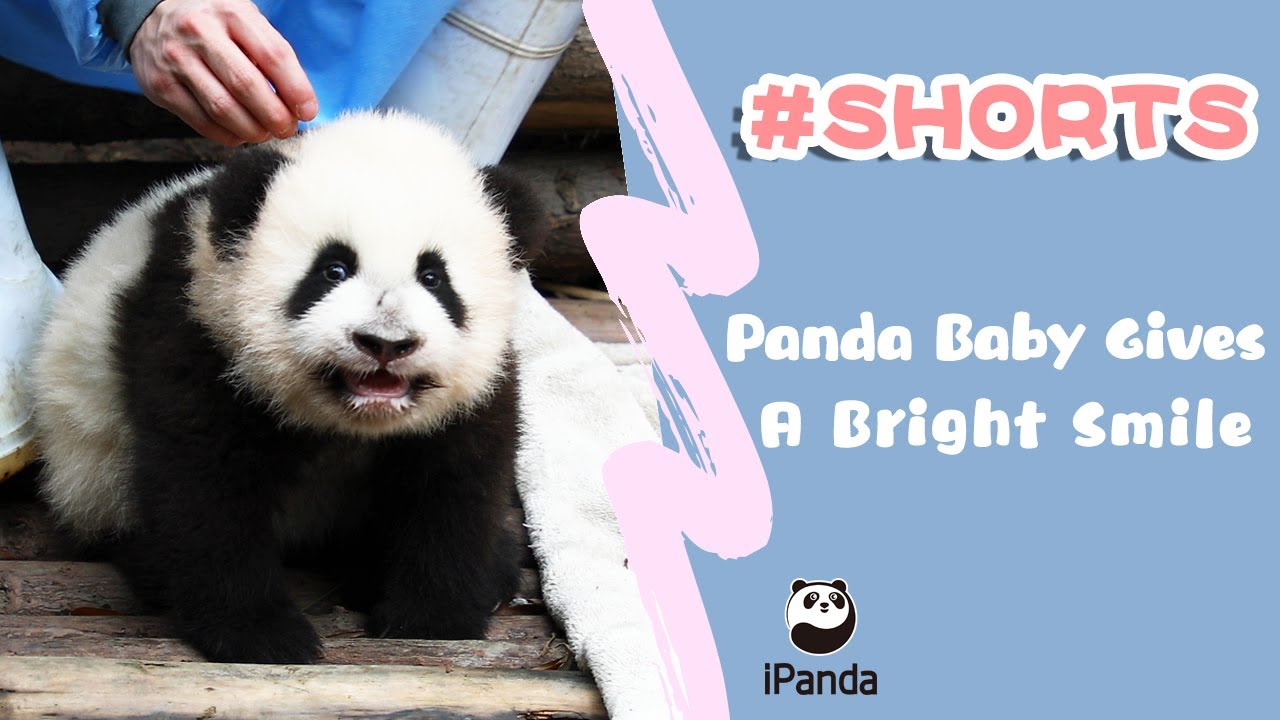 Baby Panda Smile