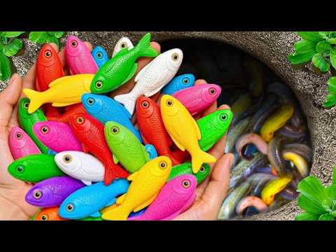 Catch beautiful aquarium fish in small pond baby turtles, eels, pencil fish, shrimp blu, xecan fish.
