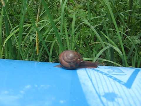 The Speedy Snail - YouTube