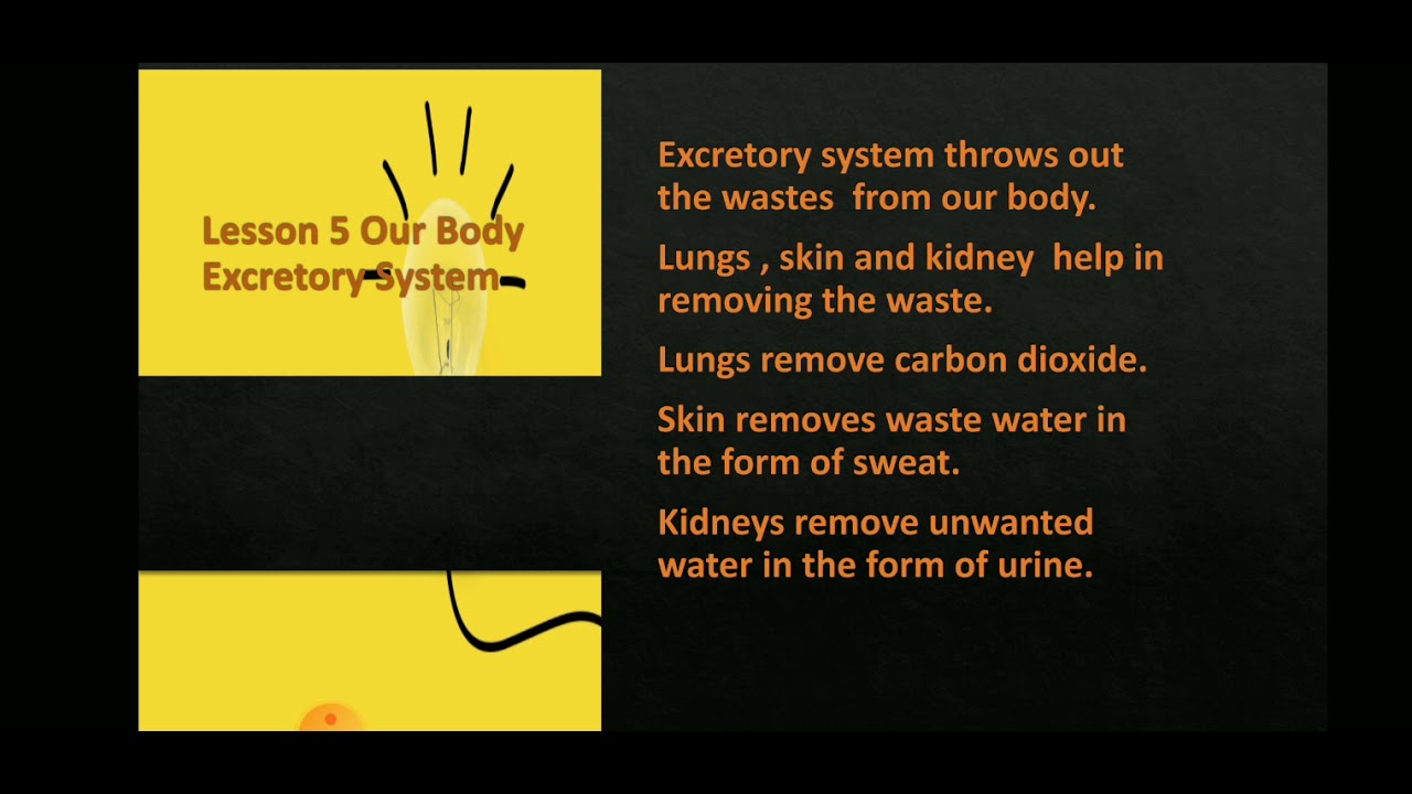 Lesson 5 (Our body) Class 3 subject Science - YouTube