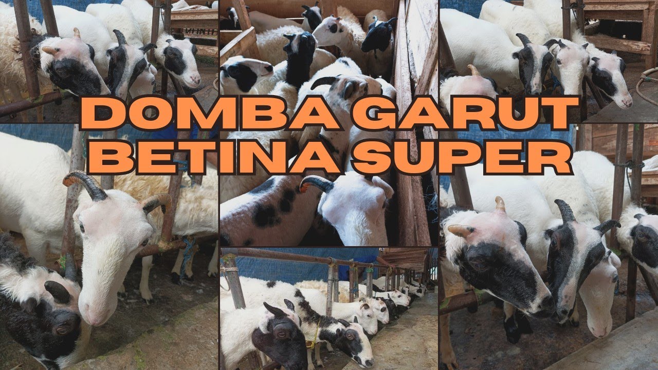 BETINA INDUKAN DOMBA GARUT SUPER CANTIK HARGA 2.2 JUTAAN‼️STOCK ...