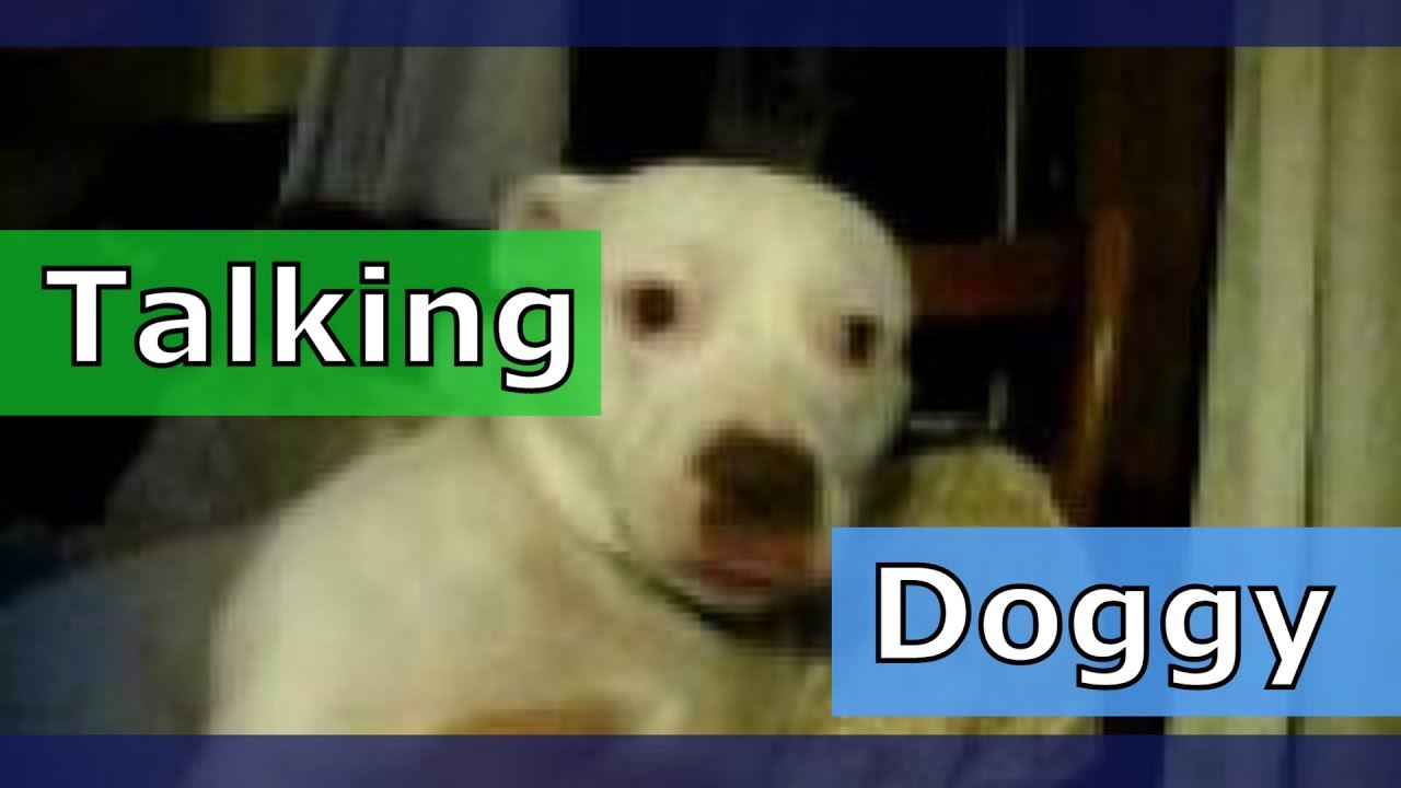 Dog says "I Love You" ~ Real Talking Doggy! (Cody The Pitbull) - YouTube