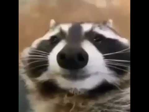 Crying Raccoon - YouTube