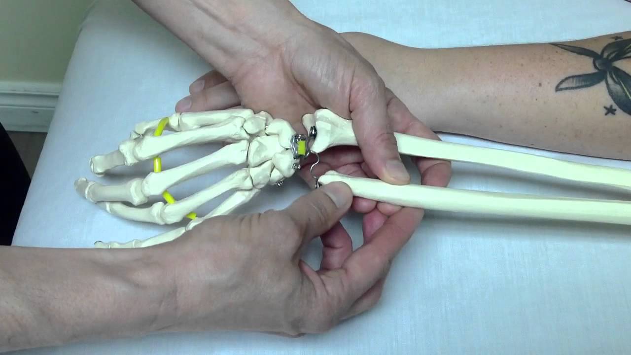 1. Processus styloïdes du radius et de l'ulna oups - YouTube