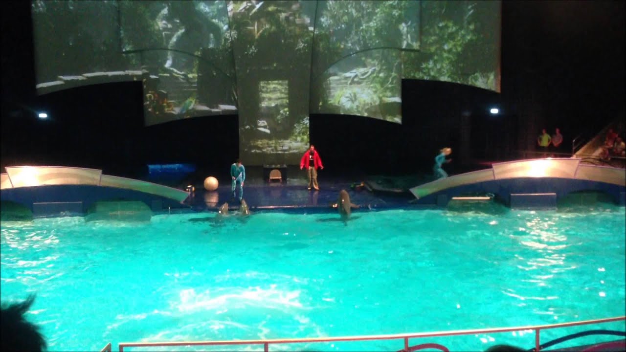 Dolfinarium Show 2013 Deel 1 - YouTube