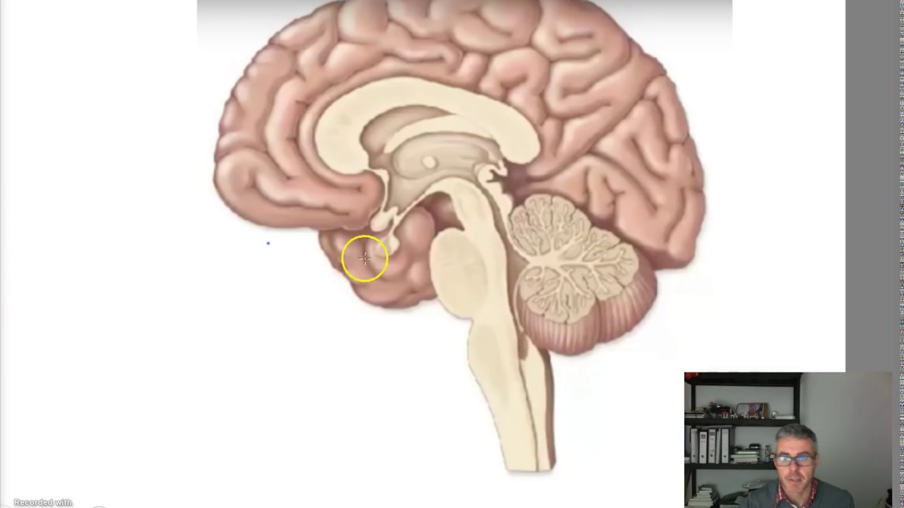 METENCEFALO - YouTube