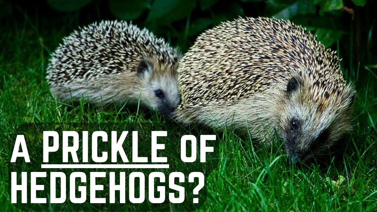 A "CAULDRON OF BATS"? - What are groups of Animals called? - YouTube