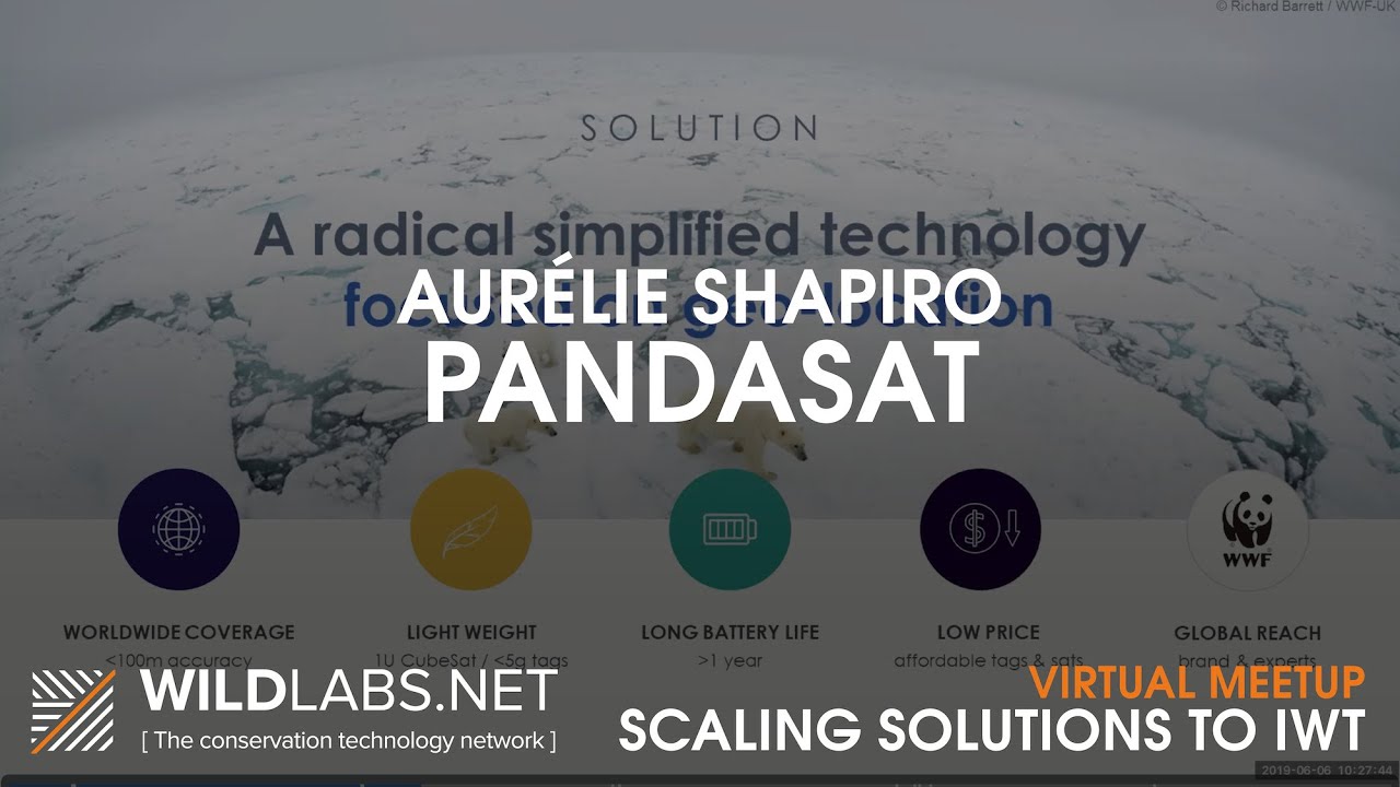 Aurelie Shapiro: Pandasat - YouTube