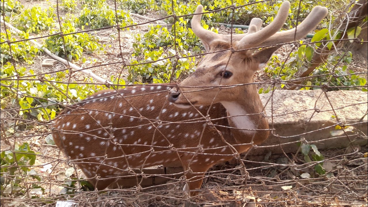 Malda Adina Forest Deer - YouTube