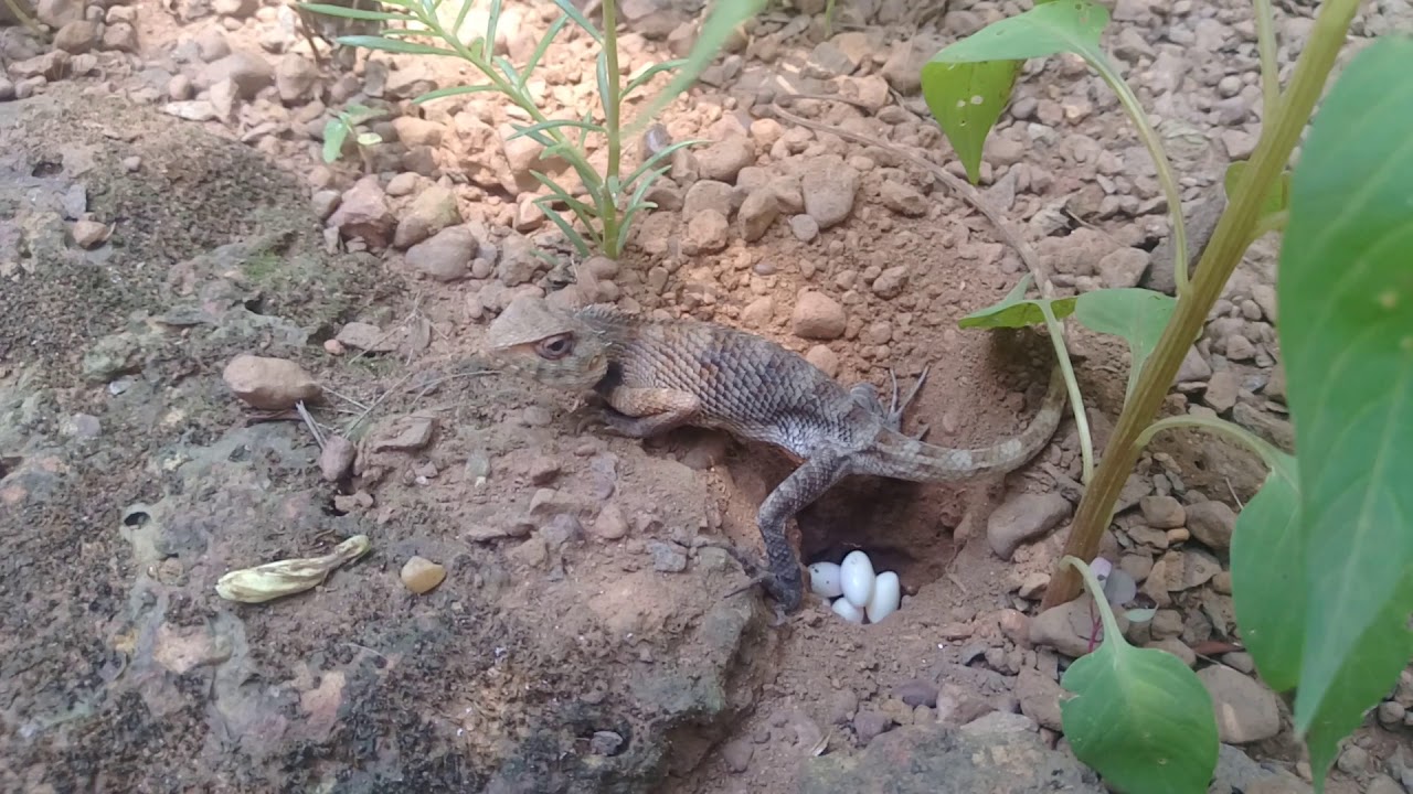 Chameleon laying eggs - YouTube