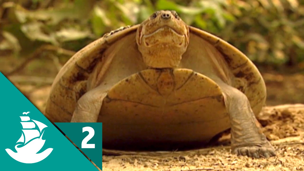 The planet of life (Part 2/5) - YouTube