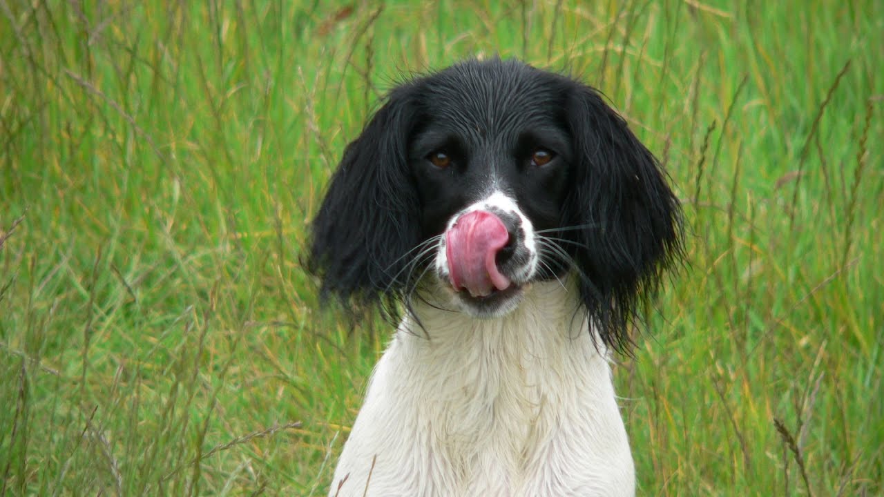 The Role of English Springer Spaniels in the British Royal Family - YouTube