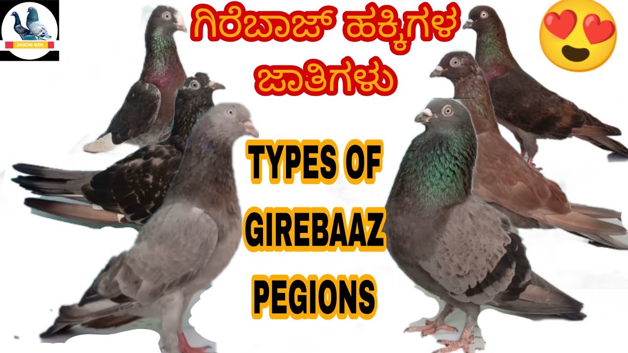 TYPES OF GIREBAAZ pegions | TYPES OF PEGIONS | ಗಿರೇಬಾಜ್ ಹಕ್ಕಿಗಳ ಜಾತಿಗಳು ...