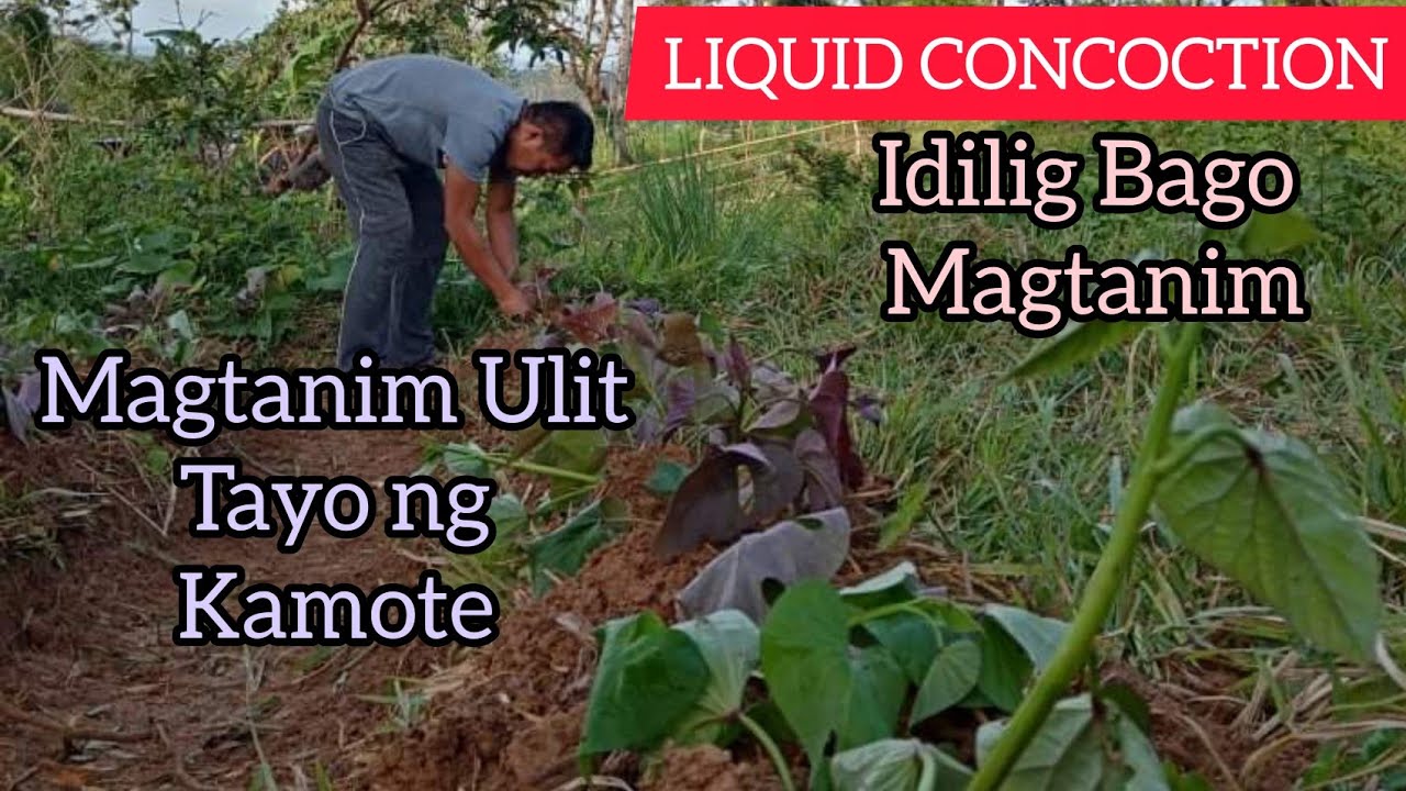 ( KAMOTE ) Sweet Potato Planting Technique. - YouTube